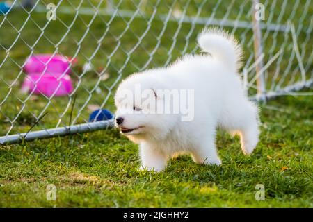 Adorable samoyed puppy running on the lawn Stock Photo - Alamy