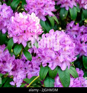 White Rhododendron Flowers. A series of white Rhododendron in my garden ...