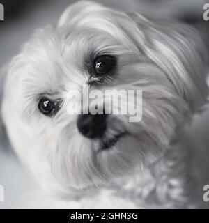 A grayscale of an adorable domestic Maltese dog with a blurry ...