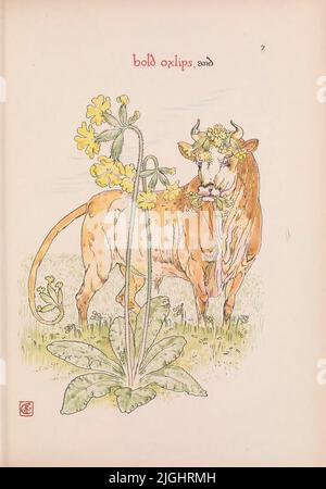 Cow anatomy, drawing Stock Photo - Alamy