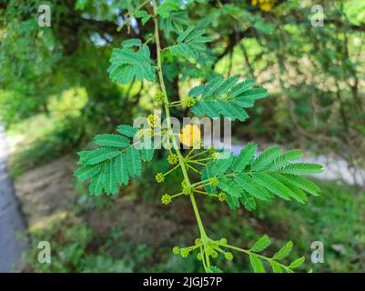 A Closeup Shot Of Babul Tree Brand New Flowers And Leave Stock Photo ...