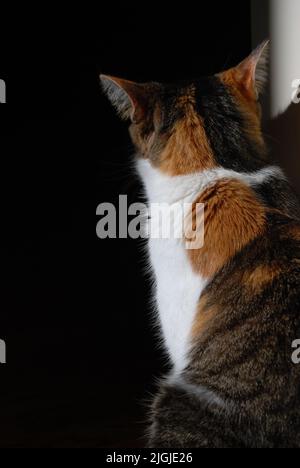 A Calico Tabby domestic shorthair cat on a white background Stock Photo ...