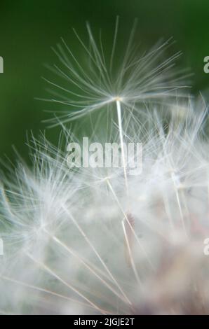 Fragile like our Psyche Stock Photo - Alamy