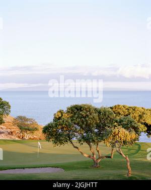 Tree on golf course Stock Photo - Alamy