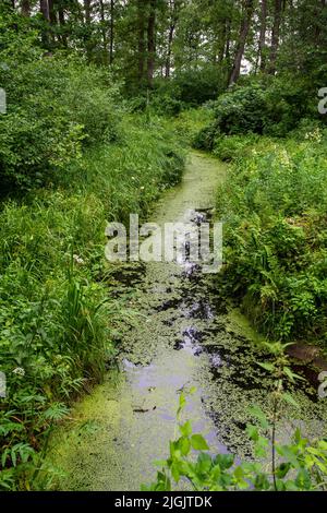 A stream overgrown with duckweed and grass in a dense, inaccessible ...