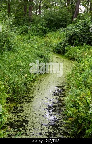 A stream overgrown with duckweed and grass in a dense, inaccessible ...