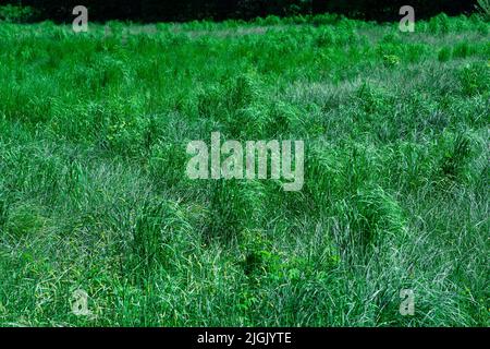 fen-meadow with green grass sedges illuminated by the sun Stock Photo ...