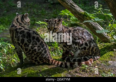 Margay (Leopardus wiedii / Felis wiedii) couple in forest, nocturnal ...
