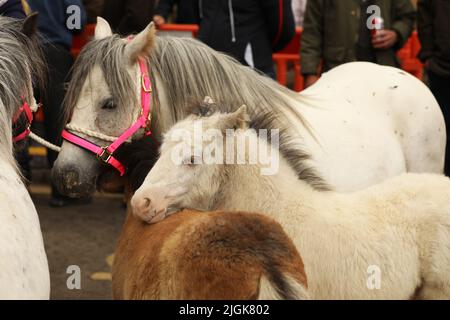 A grey mare and foal, Appleby Horse Fair, Appleby in Westmorland ...