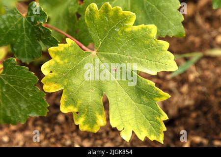 Sick vine grape leaves infected with mildew fungal disease with white and brown spots Stock ...