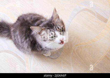 Gray fluffy cat meows from above close up Stock Photo - Alamy