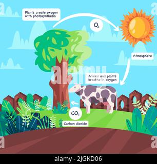 Oxygen Cycle Diagram for Science Education illustration Stock Vector ...