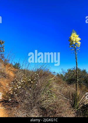 chaparral yucca (Hesperoyucca whipplei Stock Photo - Alamy