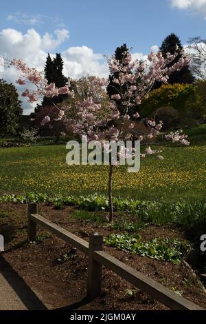 Cherry tree bloom Wisley Surrey England Stock Photo - Alamy
