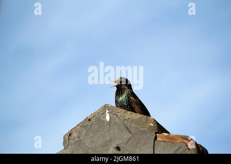 An Australian Common Starling (Sturnus vulgaris) perched on a rock in ...