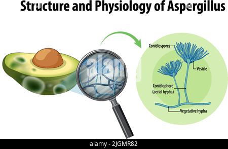 Structure and Physiology of avocado Aspergillus illustration Stock ...