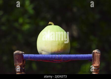 Round, elongated pear shaped Bottle gourd vegetable. Freshly harvested ...