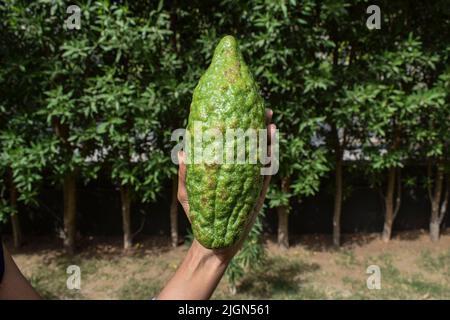 Female holding Indian fruit Bijora or Citron fruit, Sweet citrus fruit ...