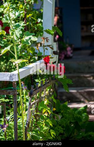 Green Plants Growing Around Rusty Car Wheel Stock Photo - Alamy