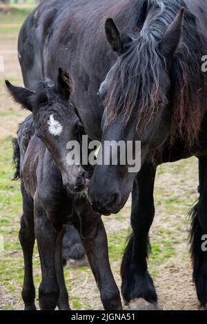 Friesian Colt and Mare Stock Photo - Alamy