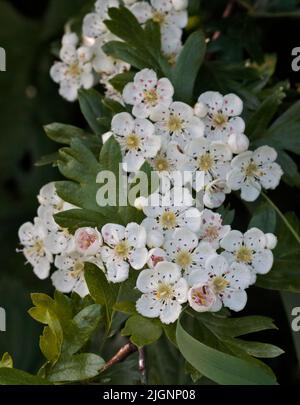 Wild Hawthorn, Wales Stock Photo - Alamy