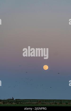 A Flock Of Birds Are Flying Across The Moon Night Sky In Graphic ...
