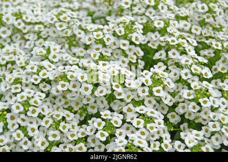 Petite snow white flowers of Lobularia maritima Alyssum maritimum ...