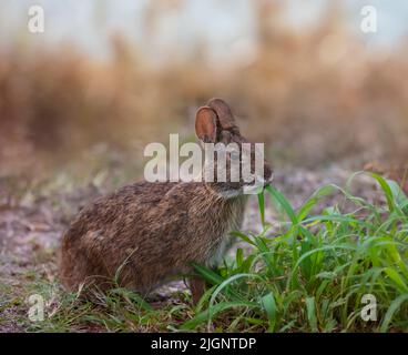Marsh Rabbit feeds in Florida wetlands Stock Photo - Alamy