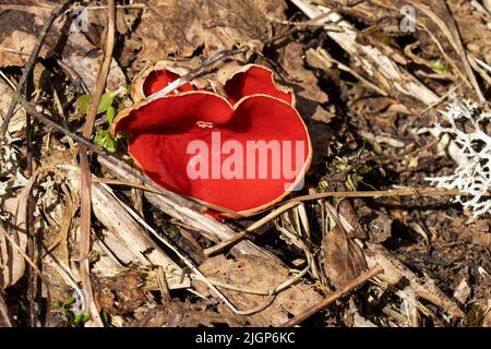 Colorful reddish Scarlet elfcup fungi growing on forest floor during ...