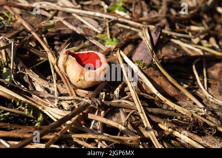 Colorful reddish Scarlet elfcup fungi growing on forest floor during ...