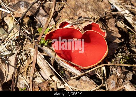 Colorful reddish Scarlet elfcup fungi growing on forest floor during ...