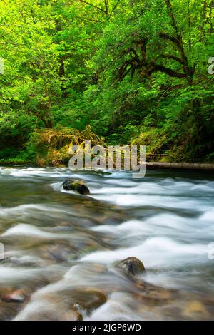 South Fork McKenzie River, Willamette National Forest, Aufderheide ...