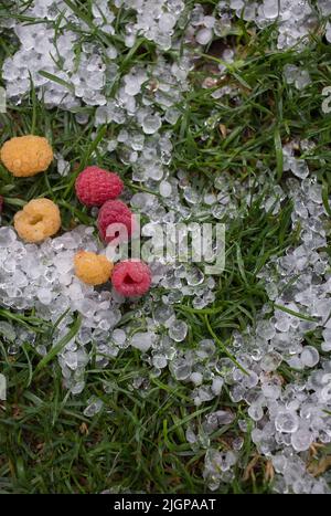 lot of ice hail on the green grass that fell in the form of ...