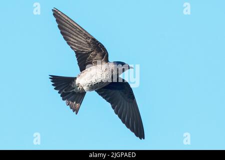 Purple Martin close-up flight Stock Photo - Alamy