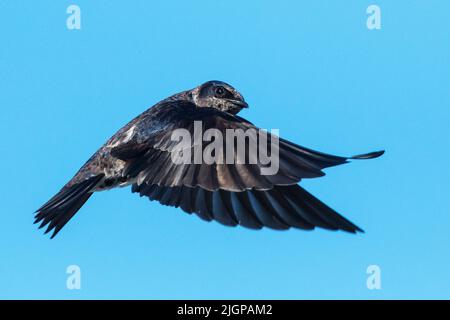Purple Martin close-up flight Stock Photo - Alamy