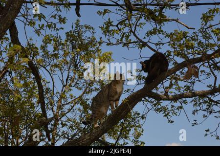 Two cats playing in the tree Stock Photo - Alamy