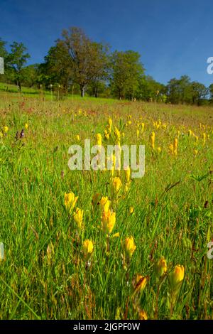 Golden indian paintbrush (Castilleja levisecta) with Oregon iris ...