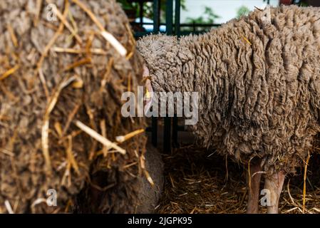Merinolandschaf or Merino breed of domestic sheep in farm pen. This ...