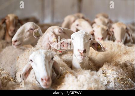 Flock of sheep in stable. High quality photography Stock Photo - Alamy