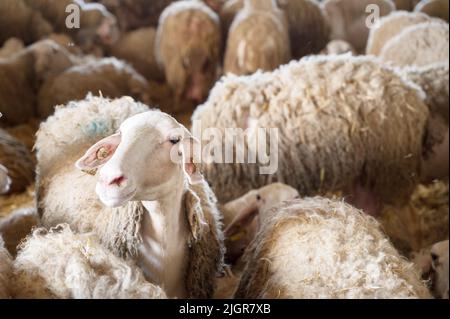 Flock of sheep in stable. High quality photography Stock Photo - Alamy