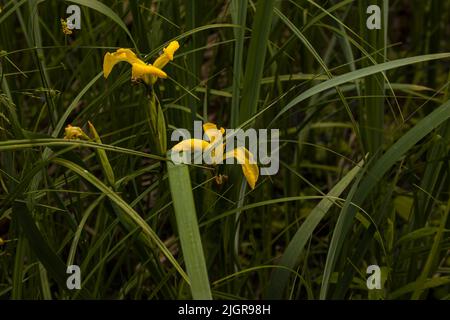 A blooming yellow iris flower (pseudacor) or yellow flag grows in a ...