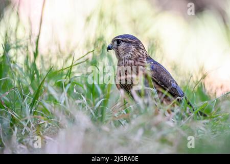 Falco columbarius or merlin is a species of falconiform bird in the ...