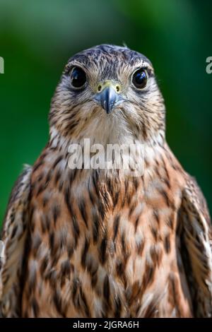Falco columbarius or merlin is a species of falconiform bird in the ...