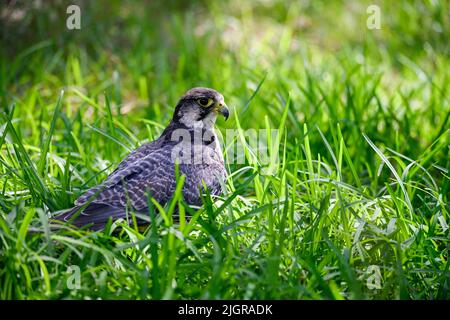 Falco biarmicus or borni falcon, barni or lanario is a species of ...