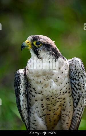 Falco biarmicus or borni falcon, barni or lanario is a species of ...