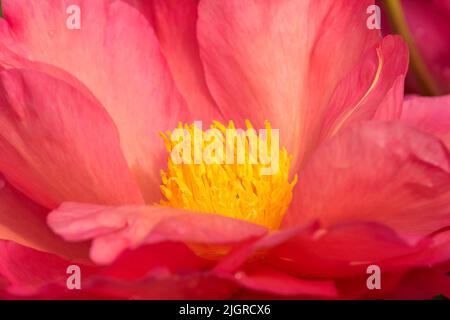 New Millennium peony, Adelman Peony Garden, Brooks, Oregon Stock Photo ...