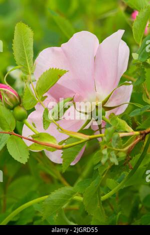 Wild rose, Willamette Mission State Park, Oregon Stock Photo - Alamy