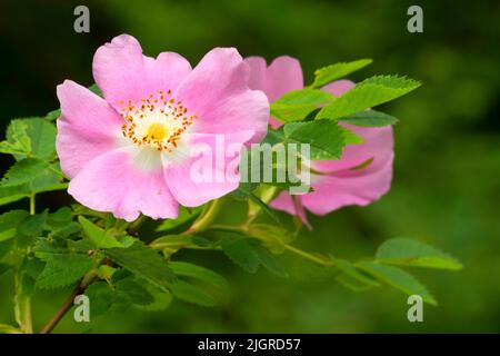 Wild rose, Willamette Mission State Park, Oregon Stock Photo - Alamy