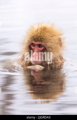 A Japanese macaque on the river swimming Stock Photo - Alamy