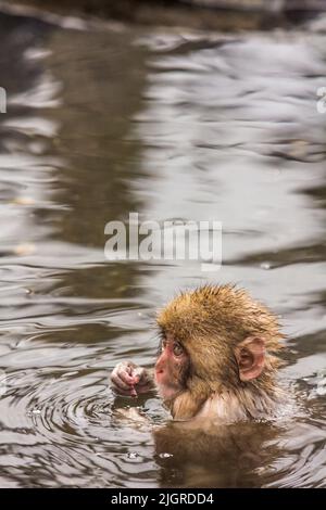 A Japanese macaque on the river swimming Stock Photo - Alamy